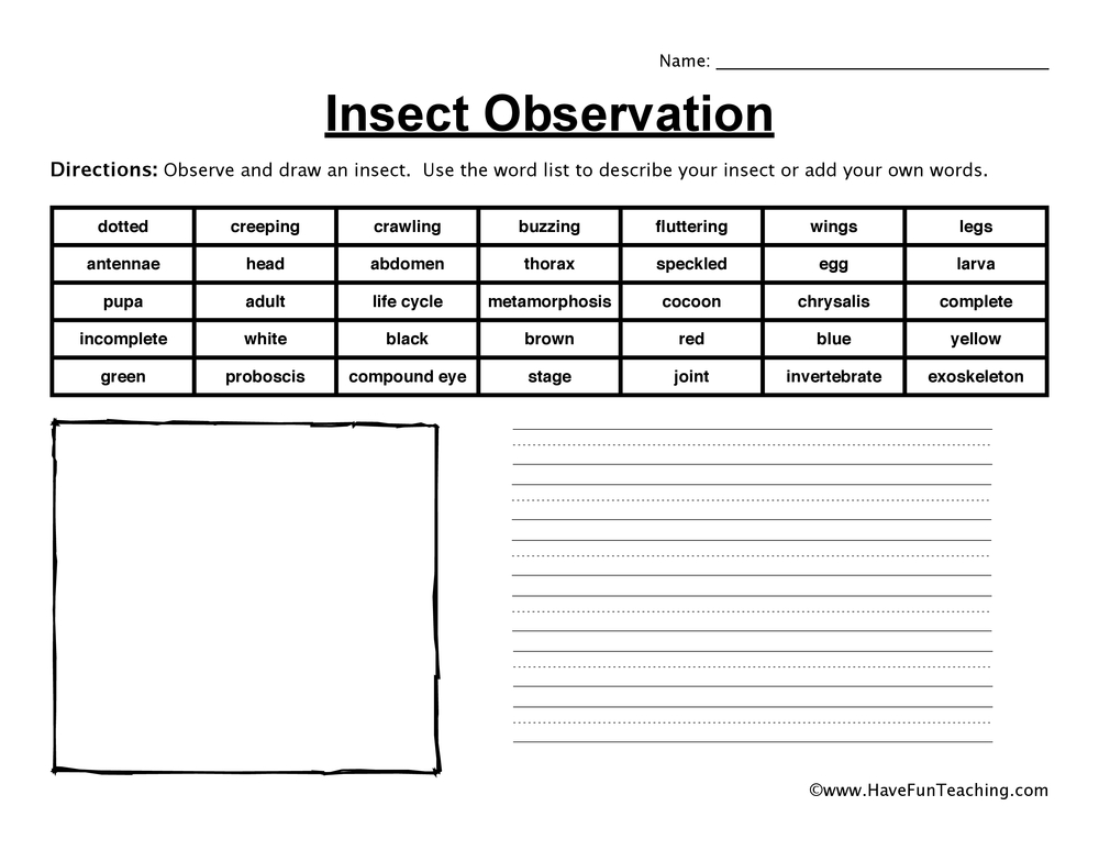 Insect Observation Worksheet by Teach Simple