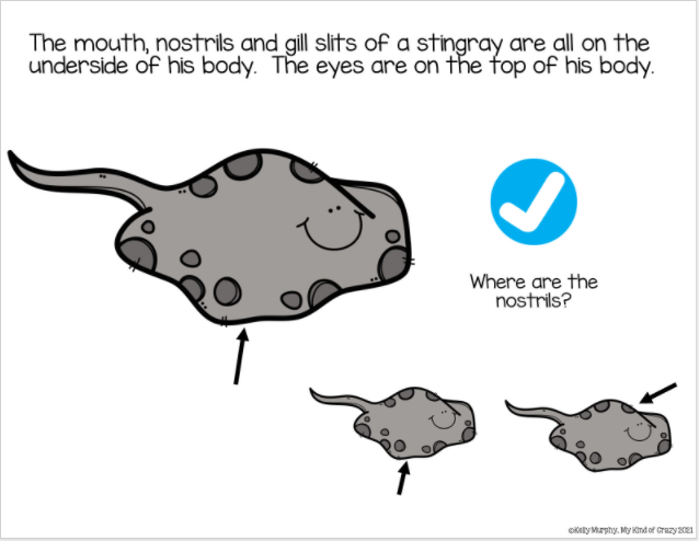 Stingray Adapted Book by Teach Simple